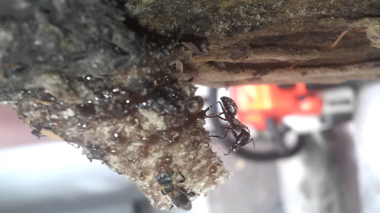 Stingless Bee Passive Defence (L.terminata) - YouTube
