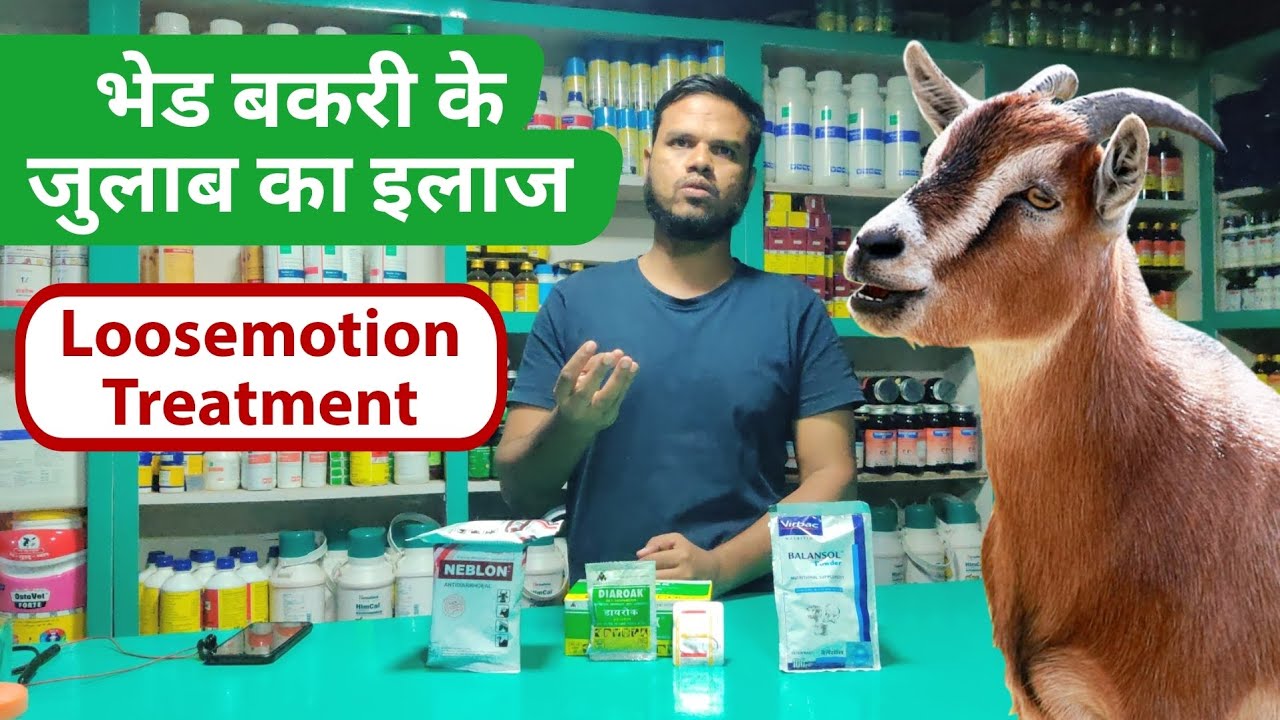 Neblon, Diarok, Balansol Treatment of Loose motions in Goats & Sheep ...
