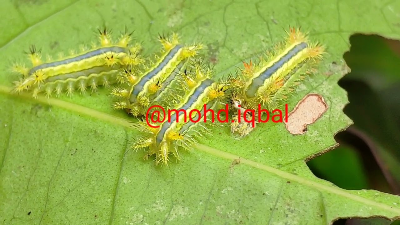 Monema Flavescens - YouTube