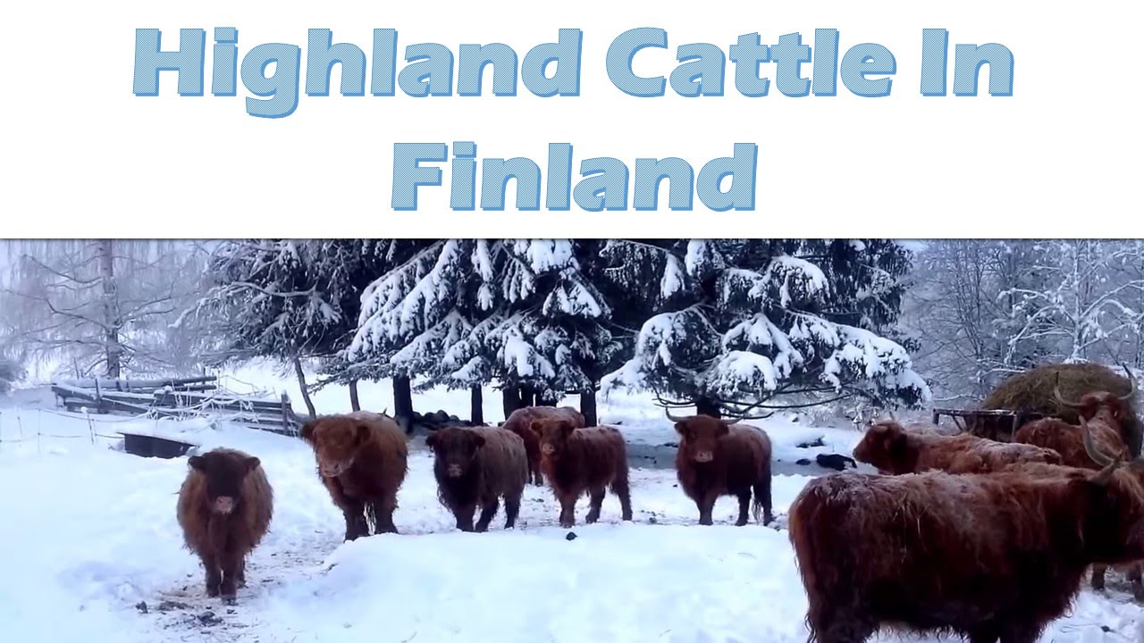 Highland Cattle In Finland: A Walk Among The Cows / Ylämaankarjaa Suomi ...