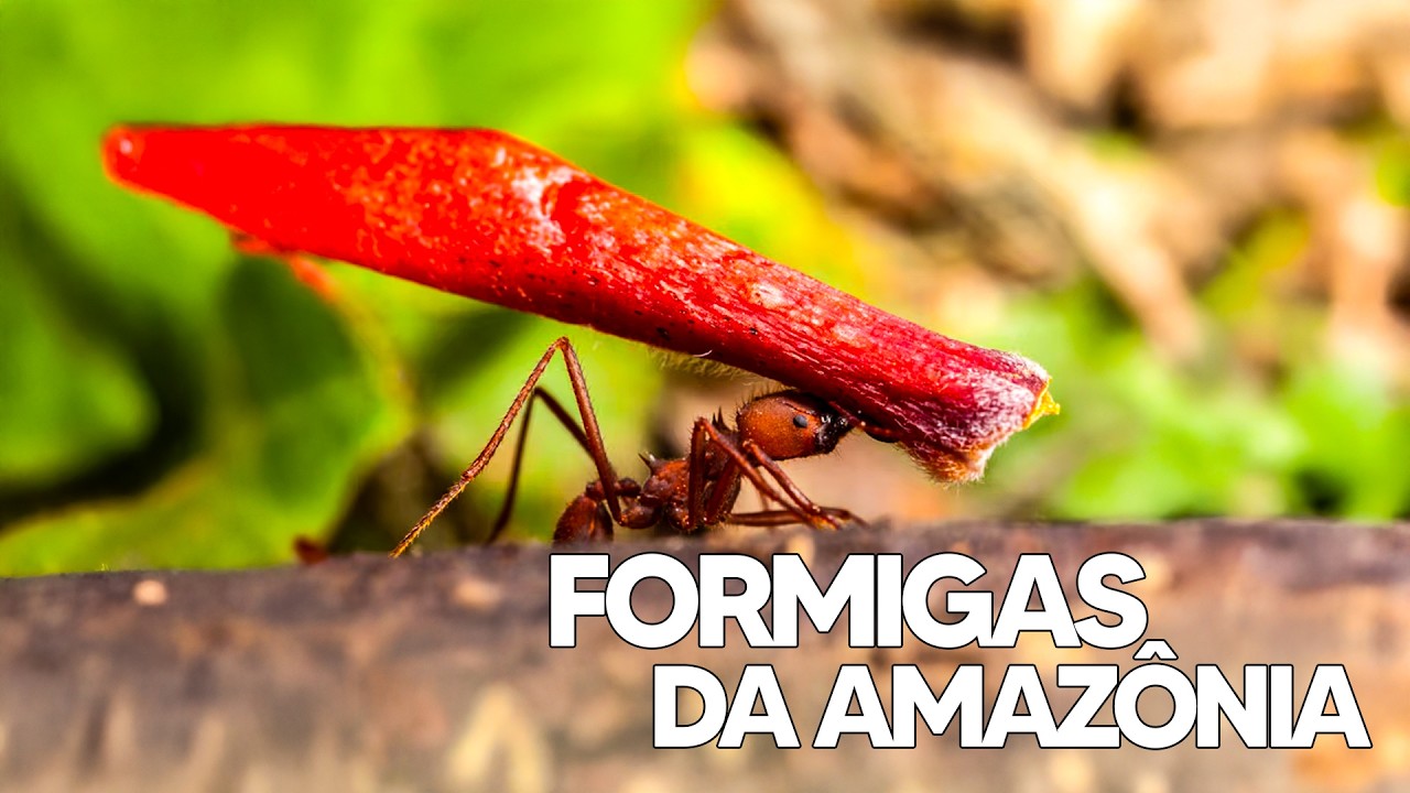 FORMIGAS DA AMAZÔNIA | Os Pequenos Gigantes da Floresta Tropical ...
