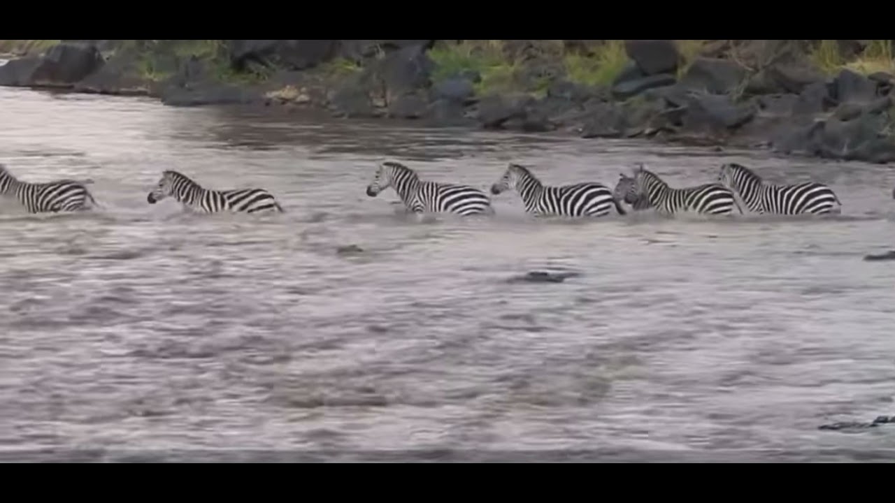 Cocodrilos capturando zebra - YouTube