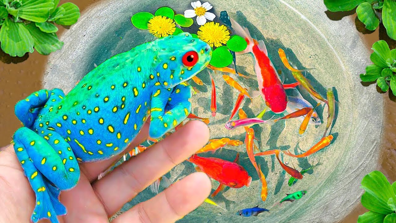 Great Catch Ornamental Frogs In Colorful Eggs After The Rain, Three ...