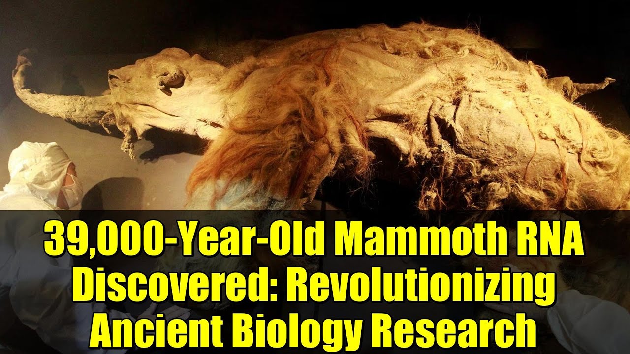 39,000-Year-Old Mammoth RNA Discovered: Revolutionizing Ancient Biology ...
