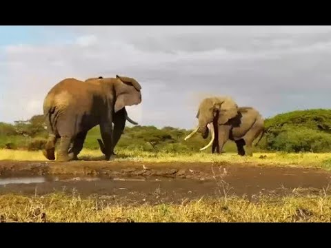 One Ton, maybe the king of the Elephants at ol Donyo, but he sure is ...