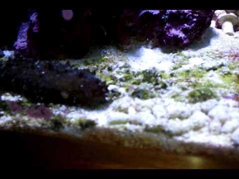 Sea cucumber eating & pooping in Randys tank. - YouTube