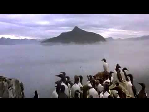 Le Peuple Migrateur (Winged Migration) - Trailer - YouTube
