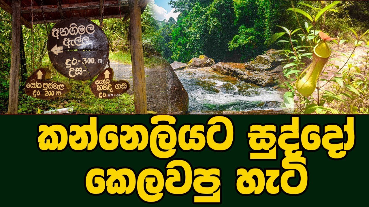 කන්නෙලිය මෙහෙම තැනක් කියලා ඇසුවොත් පුදුම වෙයි | Kanneliya Rain Forest ...