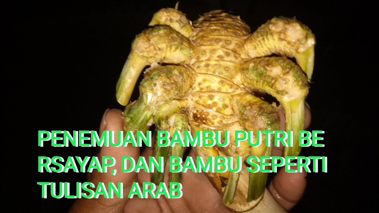 PENEMUAN BAMBU PUTRI BERSAYAP, BAMBU SEPERTI TULISAN ARAB, BOBEN ...