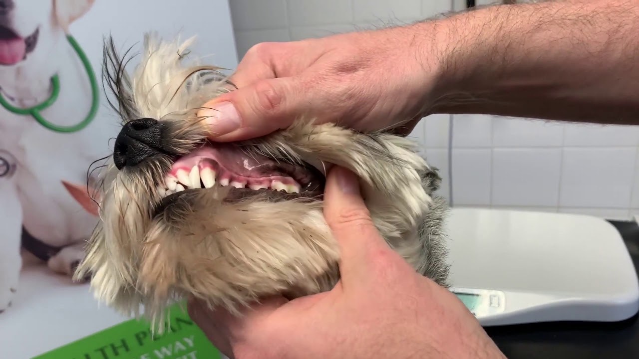 How to do a Home Check on your pet whilst staying at home during the ...