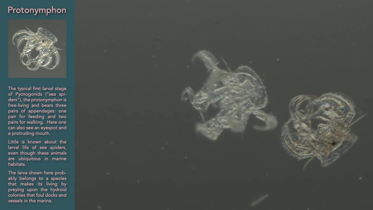 Protonymphon, captioned - YouTube