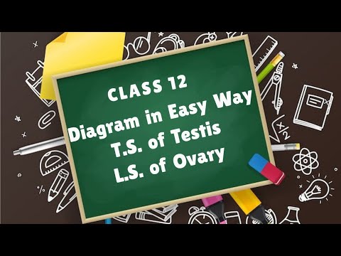 Class 12 Diagram in Easy Way T.S of Testis, L.S. of Ovary - YouTube