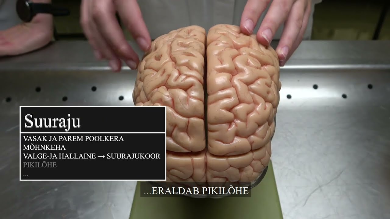 Peaaju ehitus ja ülesanded - YouTube