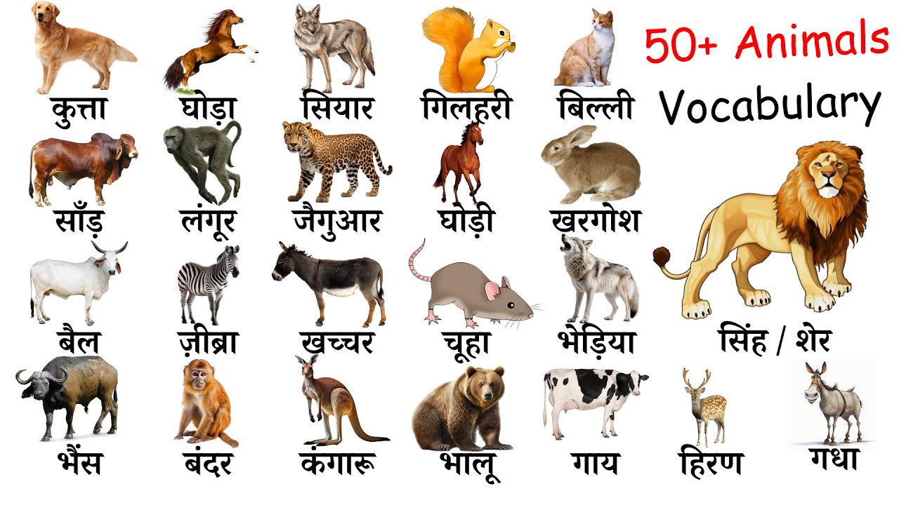 50+ Animals name, Wild animals name, list of wild animals name, list of ...