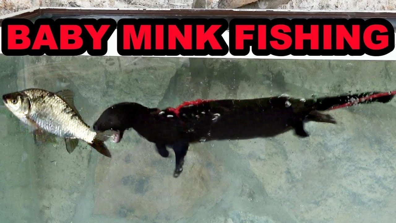3.5 Month Old Mink, Wyatt and Rascal, Learning to Fish. - YouTube