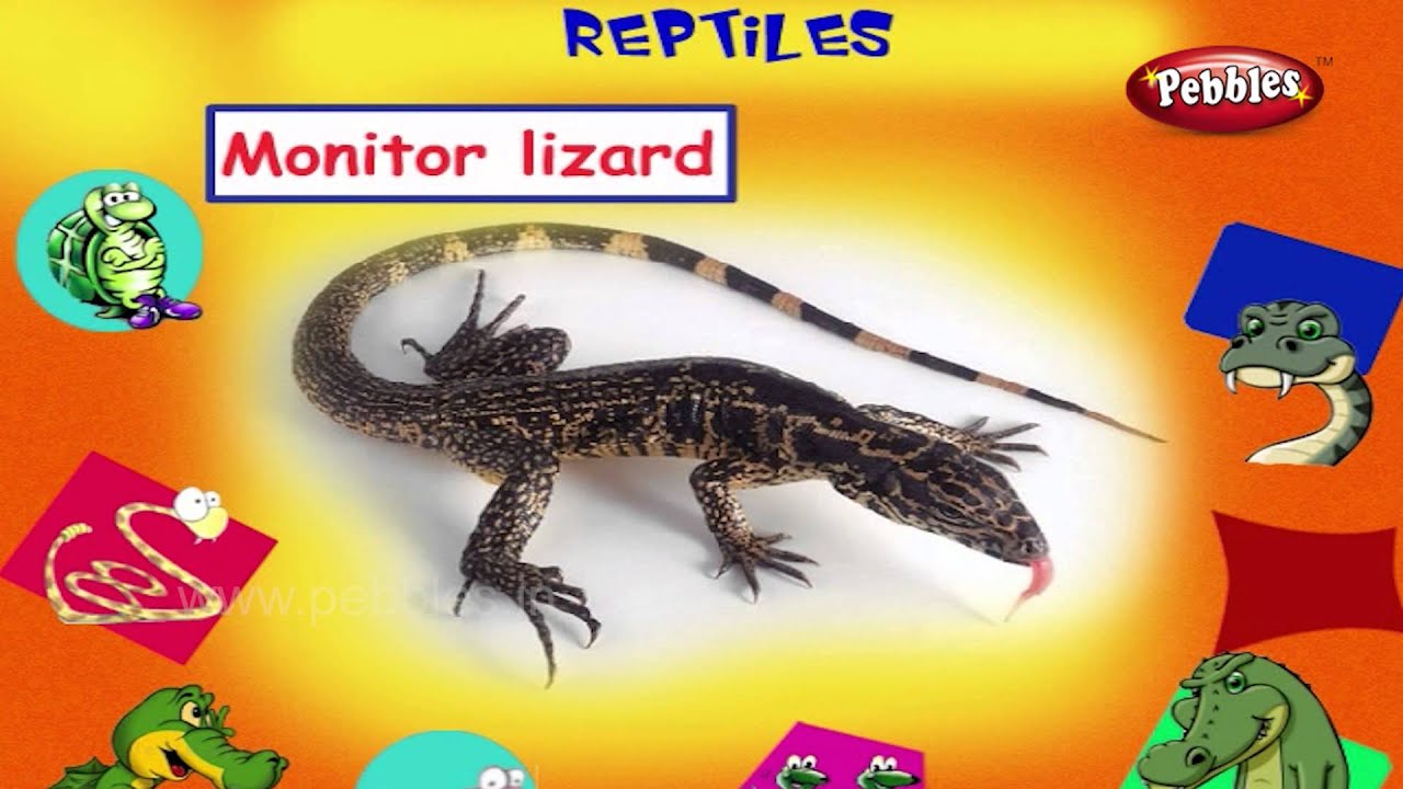 Learn About Reptiles | Learn English Basics for Kids | English Grammar ...