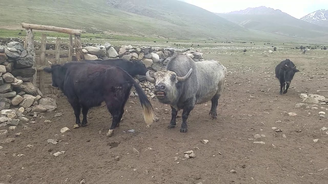 Male Yak With Female Cow Part 1 || Animals Earth || - YouTube