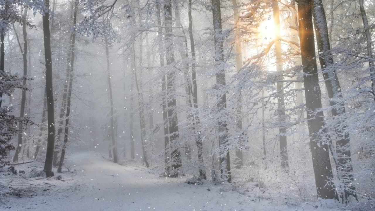 Relaxing Snowfall in the Forest for Stress Relief with Soothing Music ...