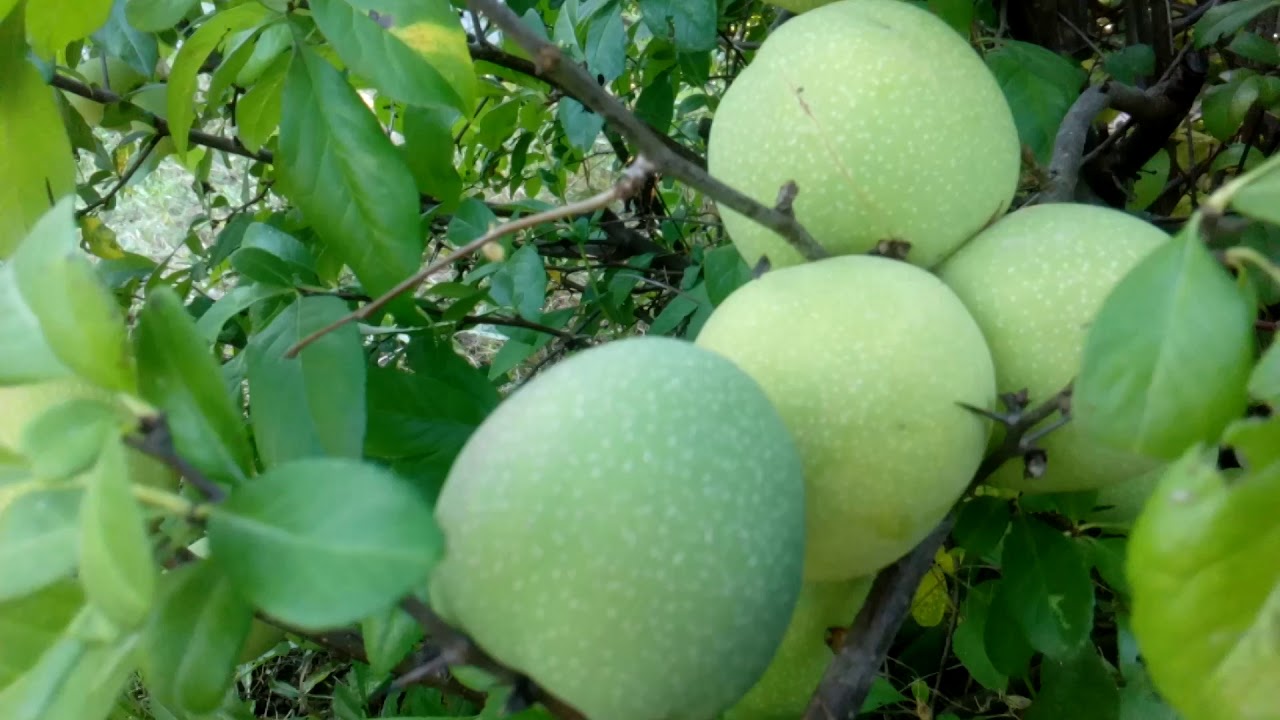 Fructe de gutui japonez - YouTube