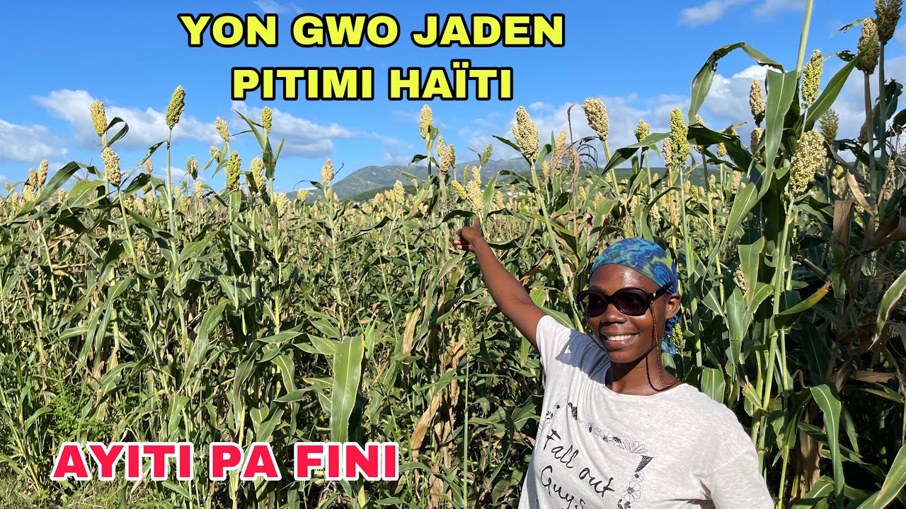 Mezanmi Vin Gade Richès ki gen Haïti, Gade yon Gwo Jaden Pitimi nan ...