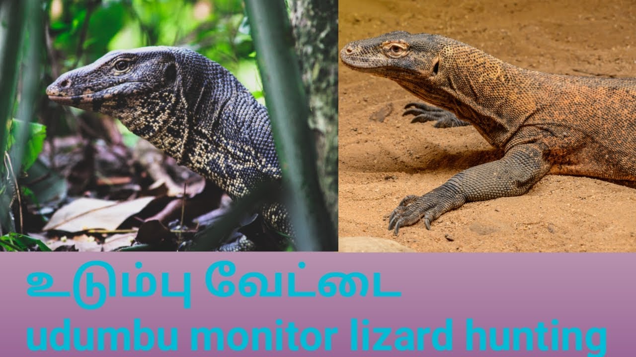 காட்டில் உடும்பு வேட்டை/udumbu hunting /monitor lizard hunting - YouTube