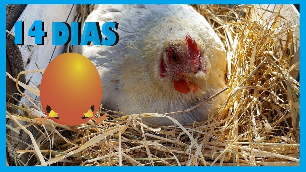 🥚🥚DIA 14-CLUECA-EMPOLLANDO HUEVOS 🥚🥚 - YouTube