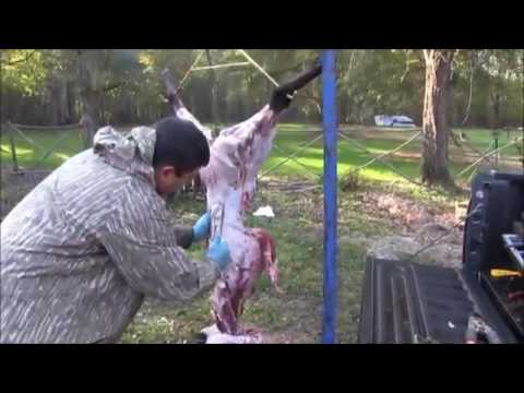 How to Field Dress Wild Pigs Skinning and Butchering YouTube - YouTube