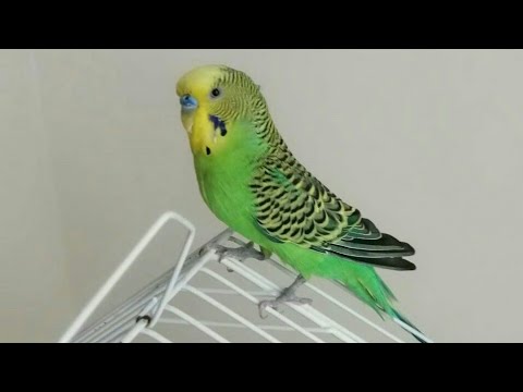 KUŞUNUZU●COŞTURUN!#muhabbetkuşusesi #muhabbetkuşusesleri #muhabbetkuşu#kuşsesleri#bet#dişi#erkek#ses