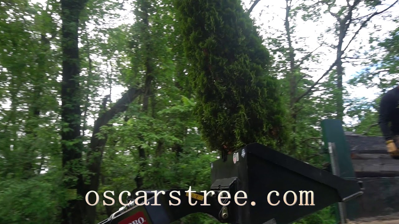 Oscars tree removal and patio-pine tree - YouTube