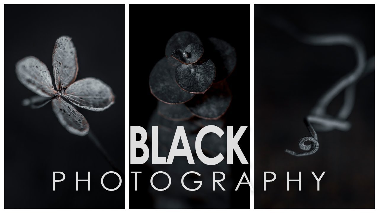 Black botanical macro photography - YouTube