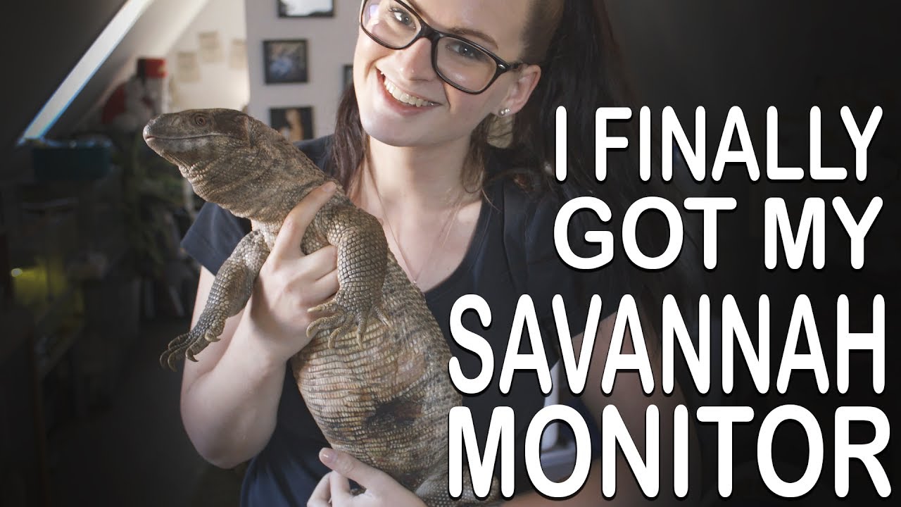 I FINALLY GOT MY SAVANNAH MONITOR (Welcome home Archiebal) - YouTube