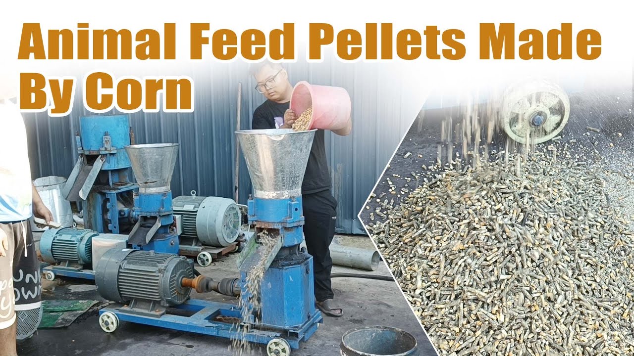 Transforming Corn Kernels into Premium Animal Feed Pellets! 🌽🐓 Animal ...