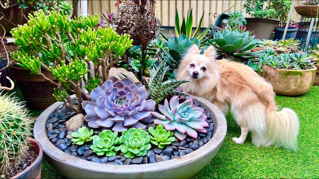 My Biggest Succulent Arrangement - April 2023 - YouTube