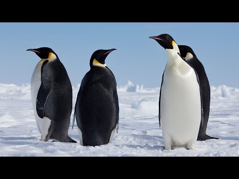 Penguins | NATURE BEAUTY