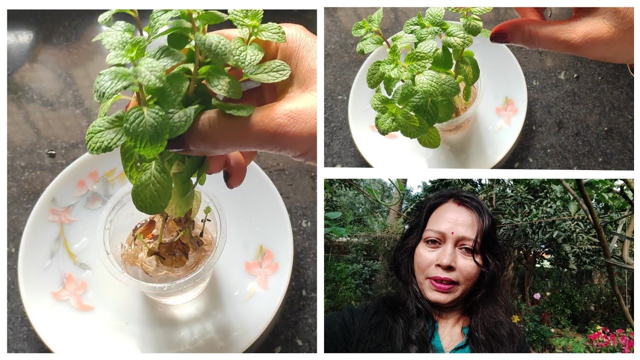How To Grow Mint In Hydroponic Method | Grow Mint Indoor Without Soil ...