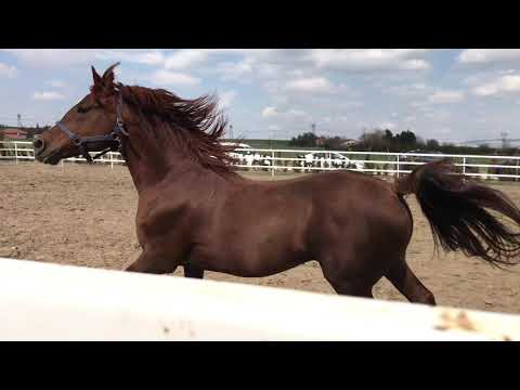 GÖLBAŞI BİNİCİLİK MERKEZİ- ARAP ATI