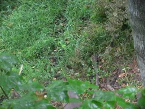World Class Whitetails in Ohio at Valley View Whitetails - YouTube
