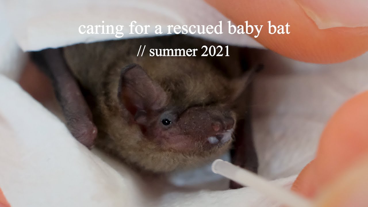 Caring for a rescued baby bat • summer 2021 - YouTube