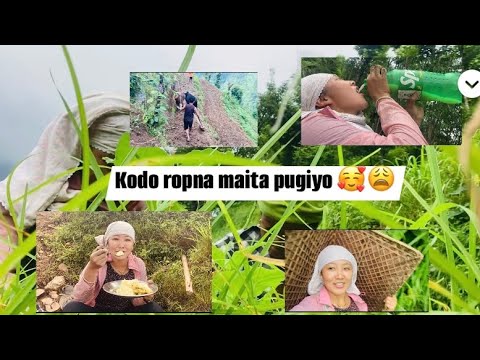 Kodo Ropai dhama dham xa lw 🥰😩 - YouTube
