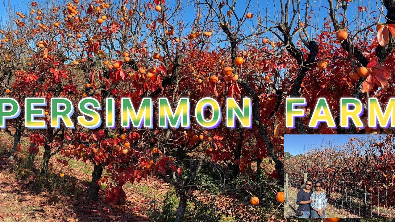 Persimmon Farm,Perth,W A Australia - YouTube