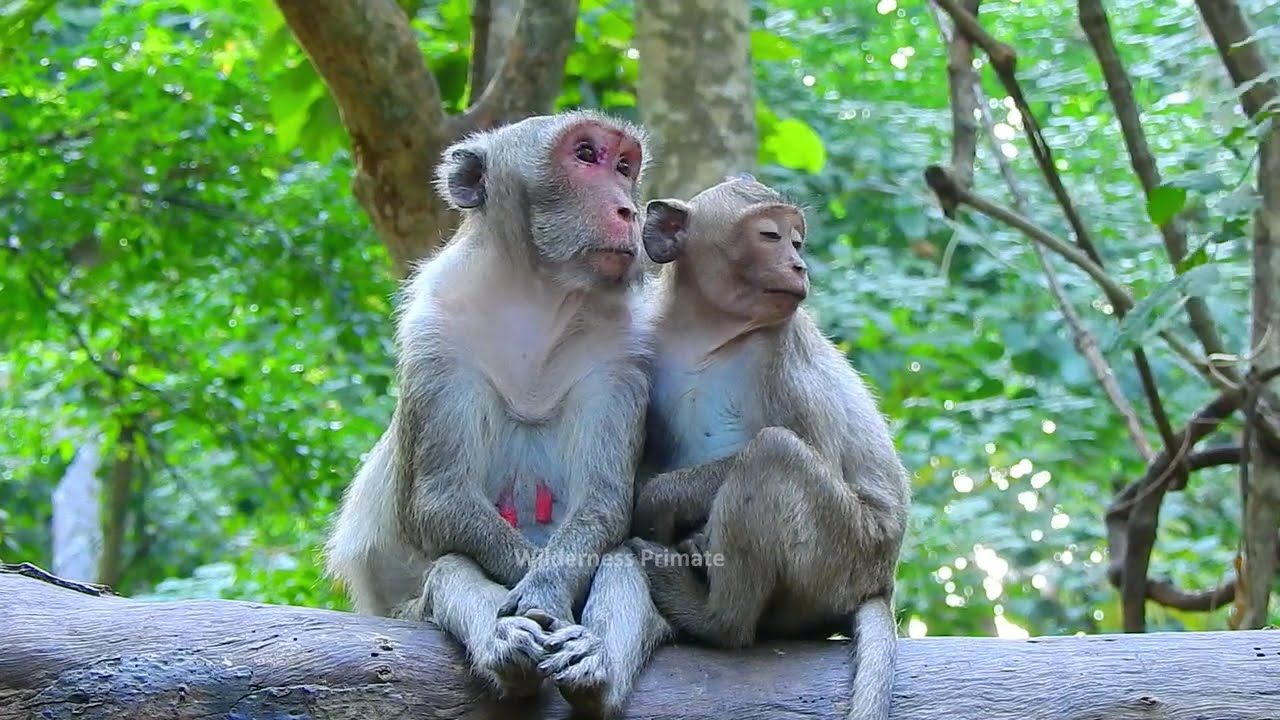 WILDERNESS PRIMATE - YouTube