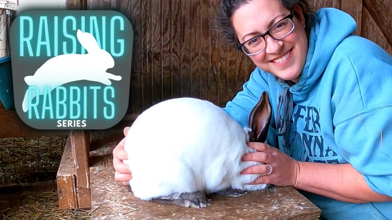 Raising Meat Rabbits: Identifying and Buying Quality Breeding Stock ...