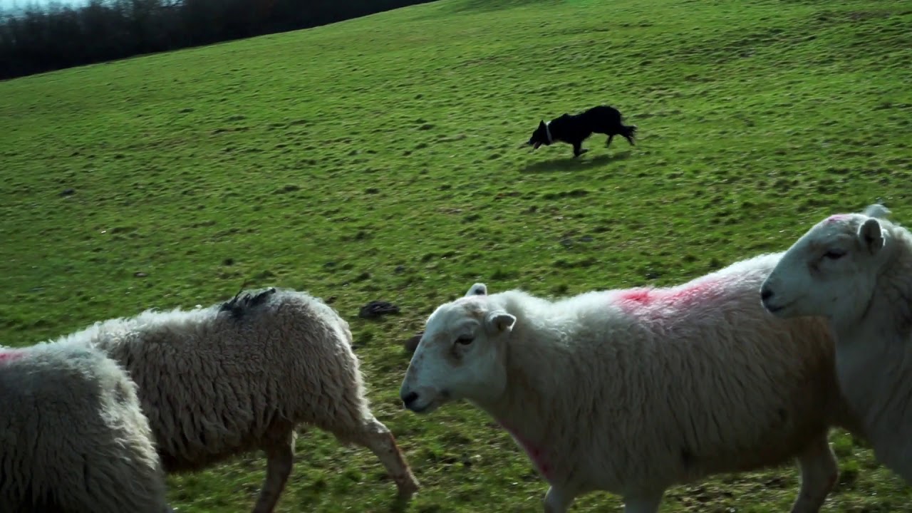 Sheep Husbandry - Three Pools - YouTube