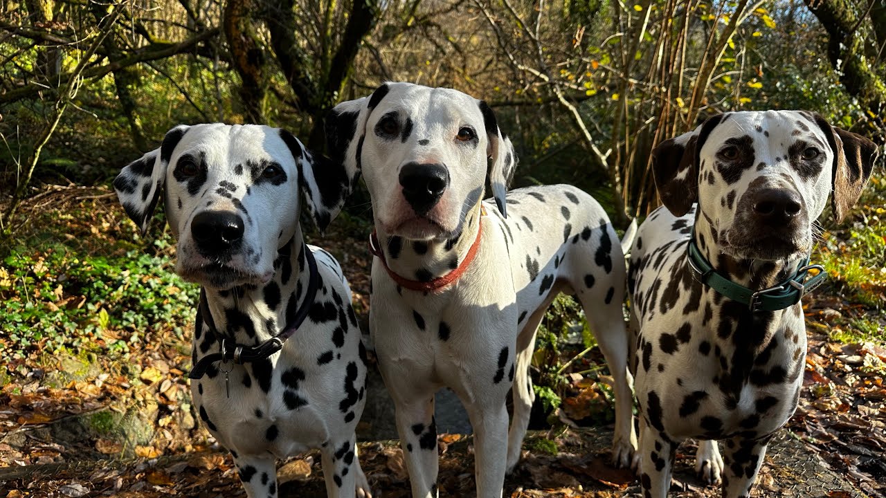 Picking the right dog breed - YouTube