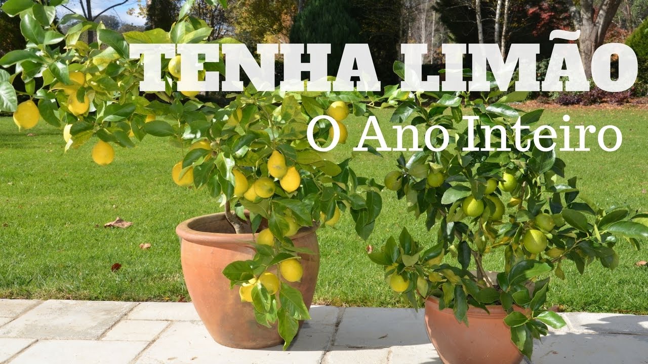 Tenha Limão o Ano Inteiro - Faça muda de pé de limão - YouTube