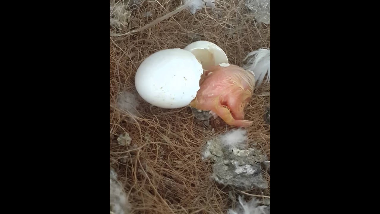 first time to see a pigeon egg hatching..sooo cute - YouTube