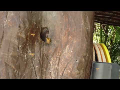 TINY BEES! Mariola Bee Hive, Costa Rica - YouTube
