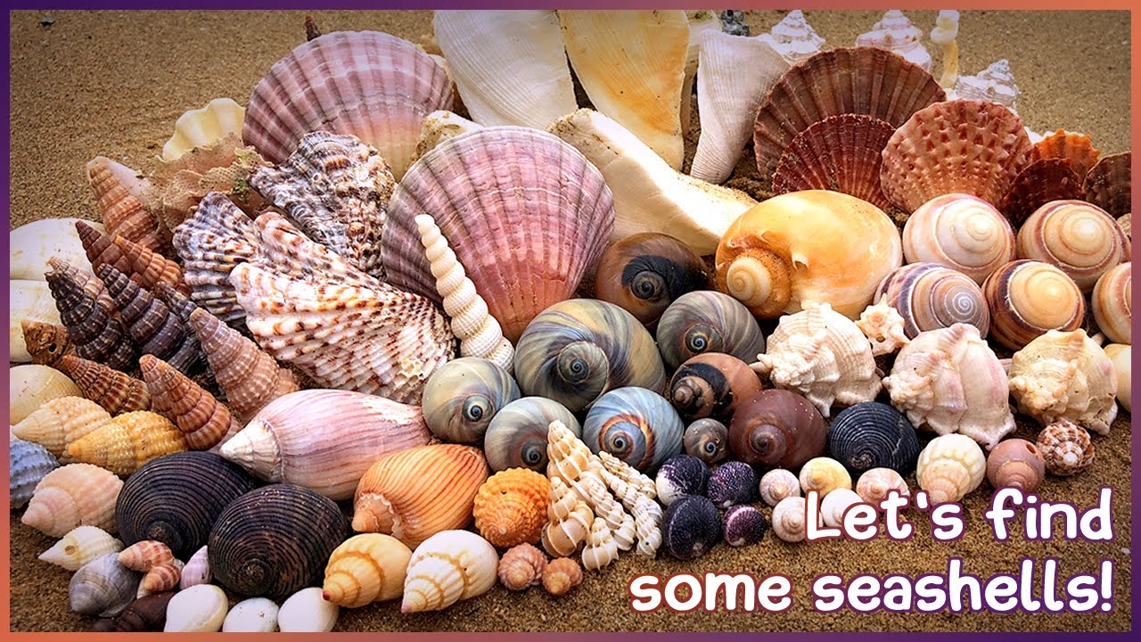 Finding Seashells in the Mangroves | Wentletraps & Land Snails # ...