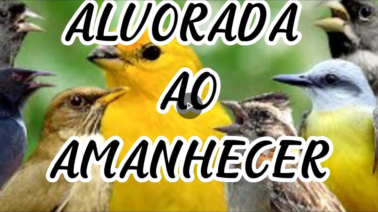 Pássaros Cantando na Natureza ao amanhecer um show da natureza!!!Em ...