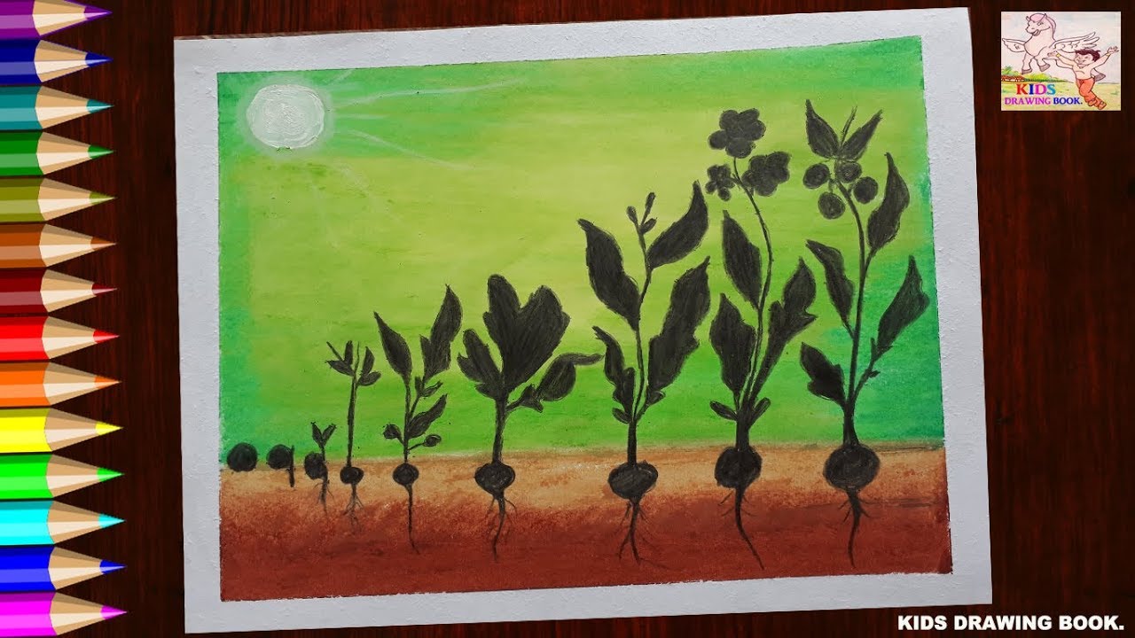 KIDS DRAWING BOOK!SEED TO TREE EVOLUTION DRAWING WITH OIL PASTELS FOR ...